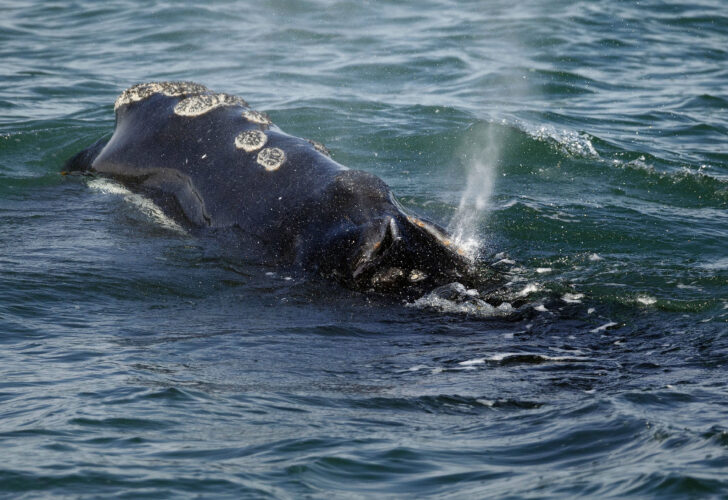 Feds: Vanishing right whale must remain on endangered list | News ...